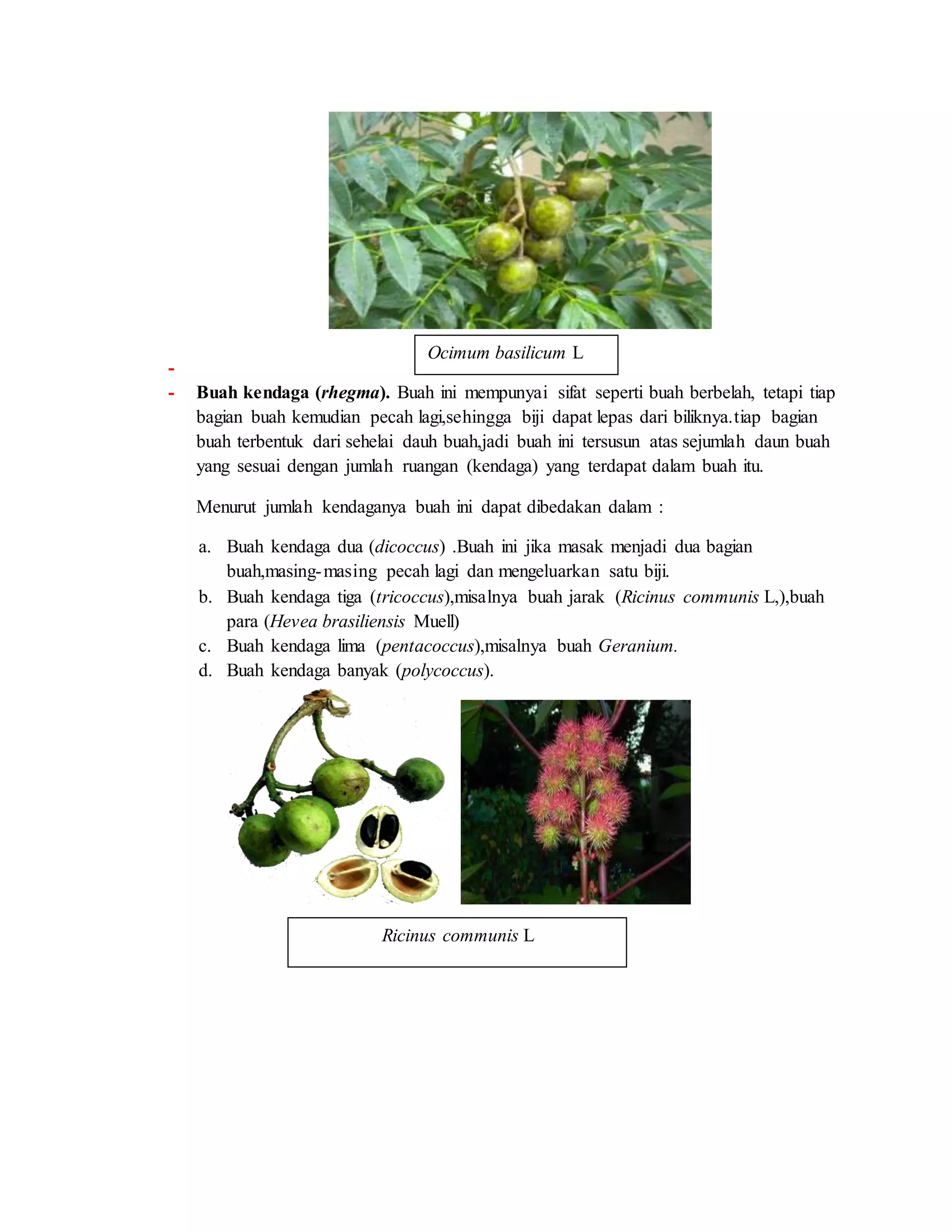 Botfar buah | DOCX