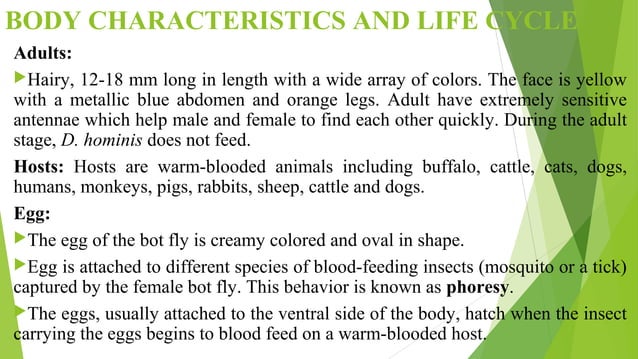 Botfly | PPT | Infectious Diseases | Diseases and Conditions
