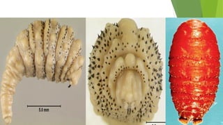 Botfly | PPT