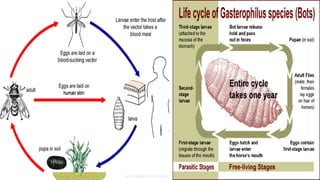 Botfly | PPT