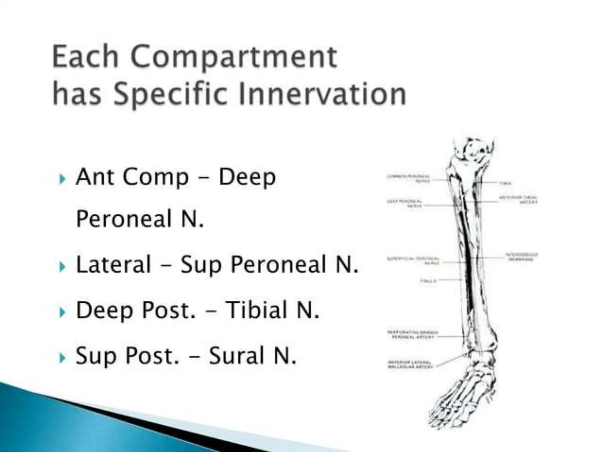 BOTH BONE LEG.ORTHOPEDICS,POWERPOINTpptx | PPTX | Bone and Joint Conditions | Diseases and ...