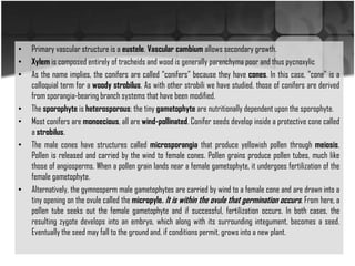 Gymnosperms- Coniferophyta (A BOTLEC-160 Presentation by Al-John Ahmad ...