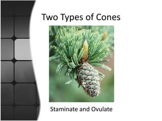 Gymnosperms- Coniferophyta (A BOTLEC-160 Presentation by Al-John Ahmad ...