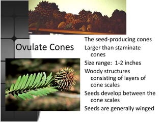 Gymnosperms- Coniferophyta (A BOTLEC-160 Presentation by Al-John Ahmad ...