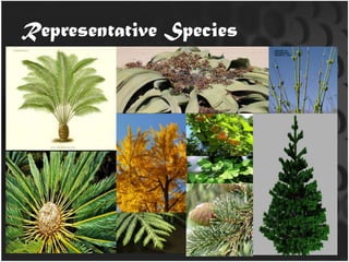 Gymnosperms- Coniferophyta (A BOTLEC-160 Presentation by Al-John Ahmad ...