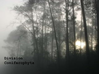 Gymnosperms- Coniferophyta (A BOTLEC-160 Presentation by Al-John Ahmad) | PPTX