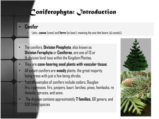 Gymnosperms- Coniferophyta (A BOTLEC-160 Presentation by Al-John Ahmad ...
