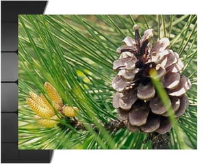 Coniferophyta Cone Types