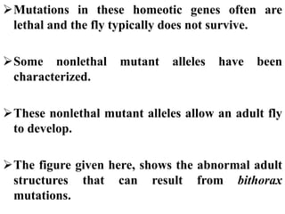 Bot msc part ii sem 4_2014-15_paper 6_mayura d. joshi | PPT