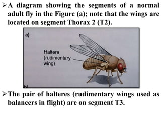 Bot msc part ii sem 4_2014-15_paper 6_mayura d. joshi | PPT
