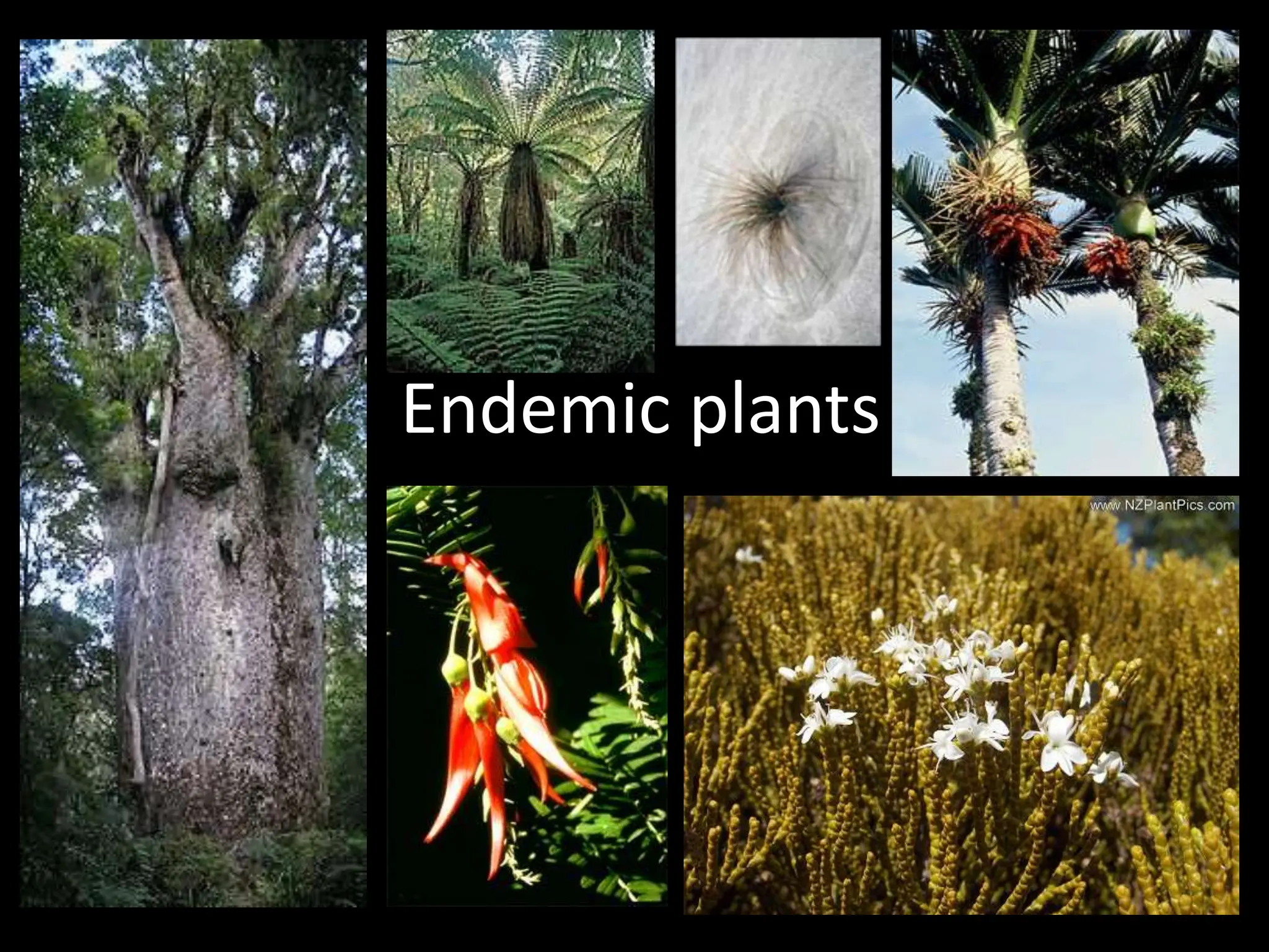 Biodiversity and its hotpots newsland.pptx