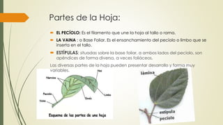 Botánica. Partes de la planta | PPTX