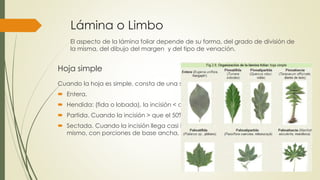 Botánica. Partes de la planta | PPTX