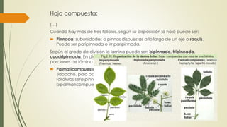 Botánica. Partes de la planta | PPTX