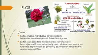 Botánica. Partes de la planta | PPTX