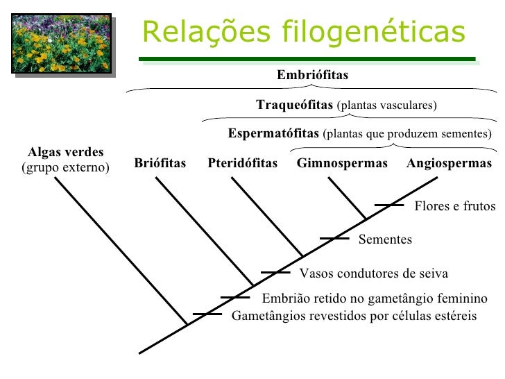 Botânica grupos vegetais