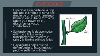 BOTÁNICA - HOJAS, FUNCIONES Y SUS PARTES.pptx