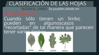 BOTÁNICA - HOJAS, FUNCIONES Y SUS PARTES.pptx