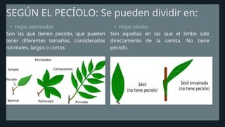 BOTÁNICA - HOJAS, FUNCIONES Y SUS PARTES.pptx