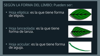BOTÁNICA - HOJAS, FUNCIONES Y SUS PARTES.pptx