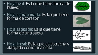 BOTÁNICA - HOJAS, FUNCIONES Y SUS PARTES.pptx