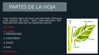 BOTÁNICA - HOJAS, FUNCIONES Y SUS PARTES.pptx