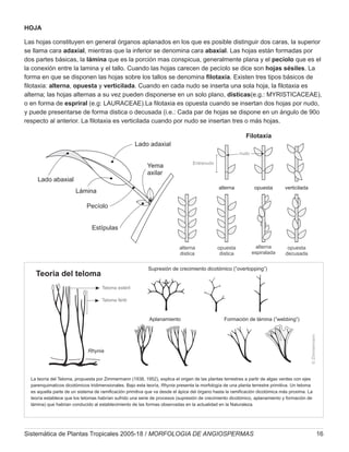 Botánica morfología de angiospermas | PDF