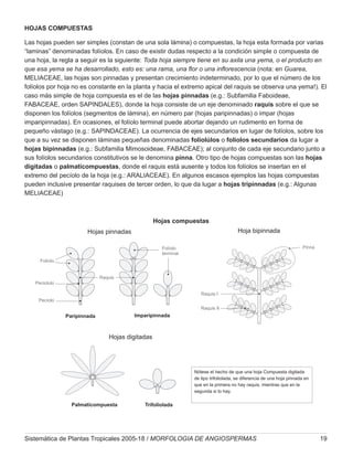 Botánica morfología de angiospermas | PDF