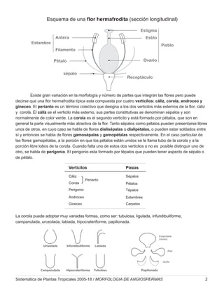 Botánica morfología de angiospermas | PDF