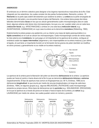 Botánica morfología de angiospermas | PDF