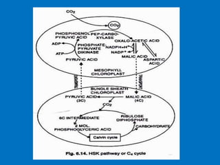 C3,C4 & CAM pathway | PPTX