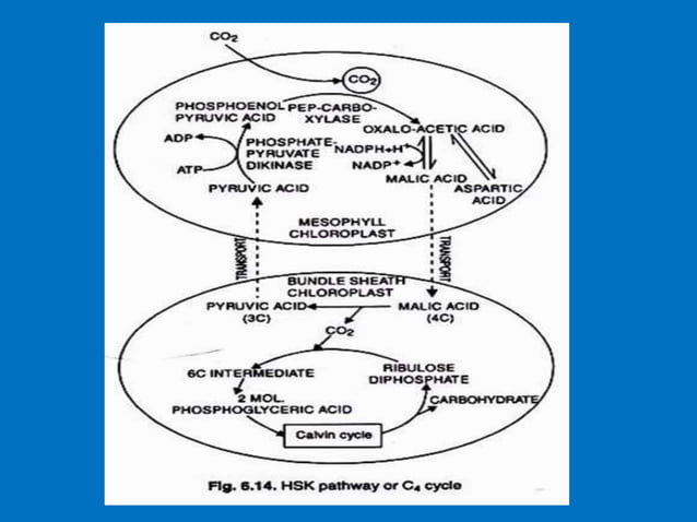 C3,C4 & CAM pathway | PPTX