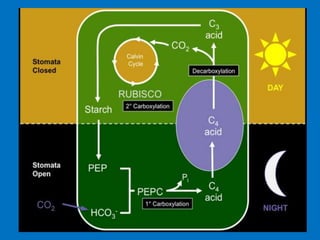 C3,C4 & CAM pathway | PPTX