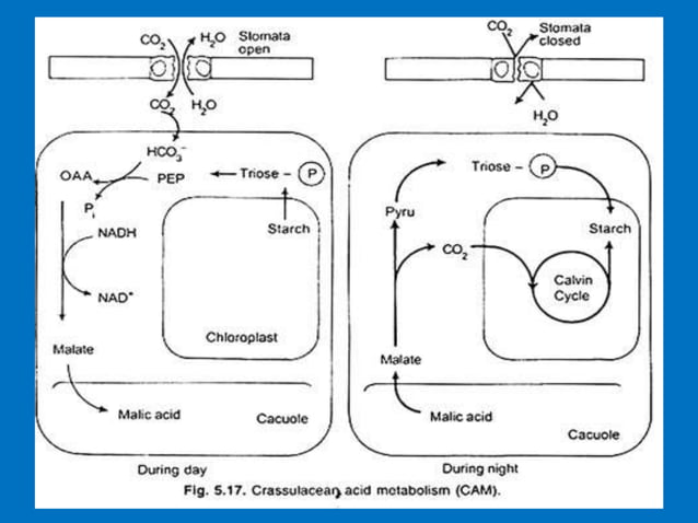 C3,C4 & CAM pathway | PPTX