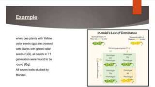 Mendelian Inheritance.ppt