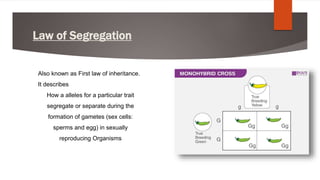 Mendelian Inheritance.ppt