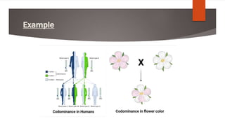Mendelian Inheritance.ppt