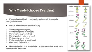 Mendelian Inheritance.ppt