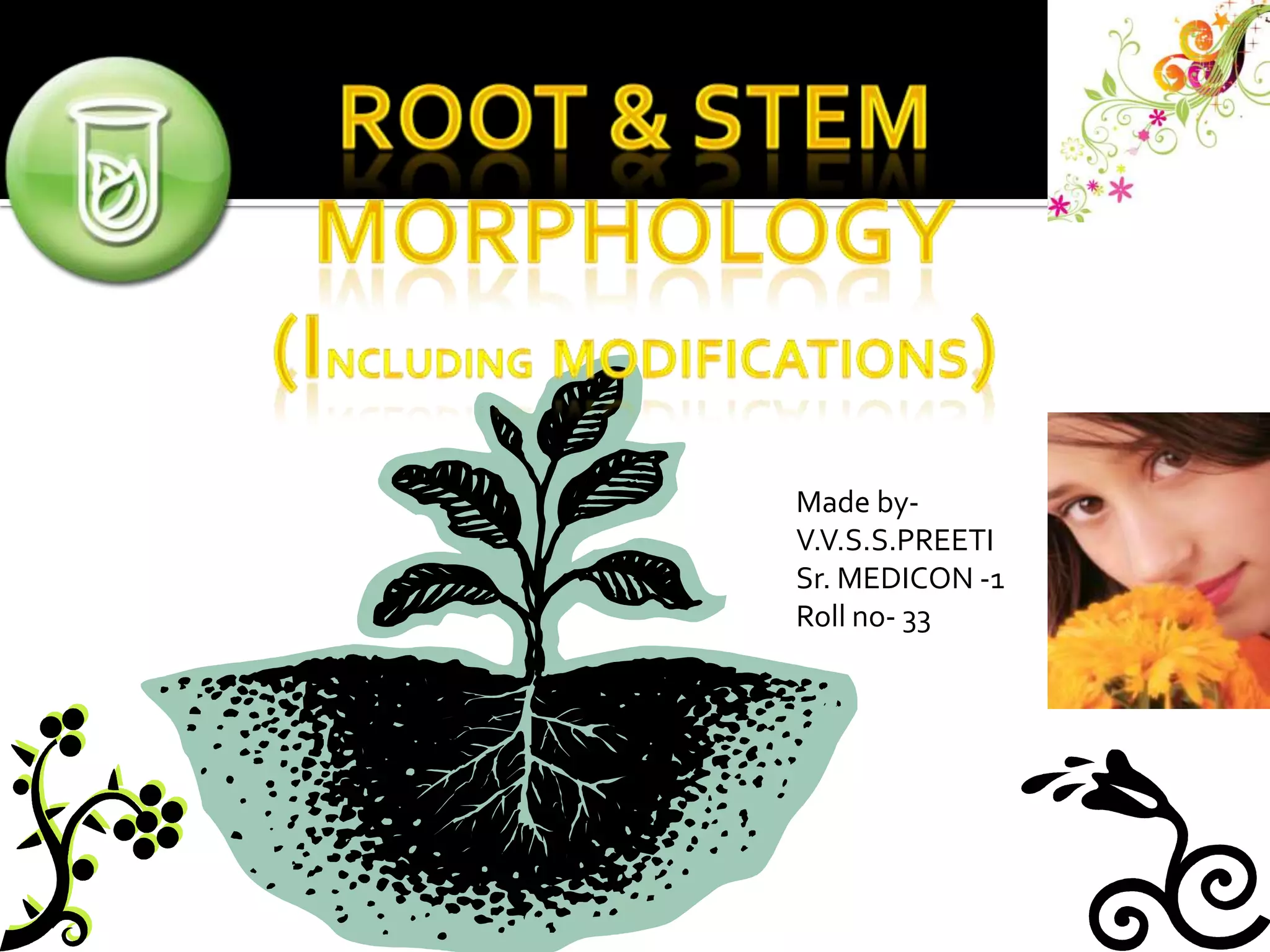 ROOT & STEM MORPHOLOGY | PPTX