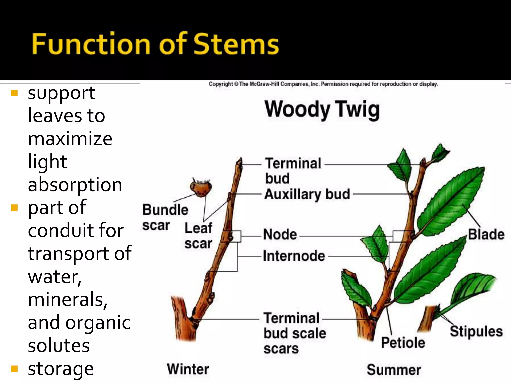 ROOT & STEM MORPHOLOGY | PPTX