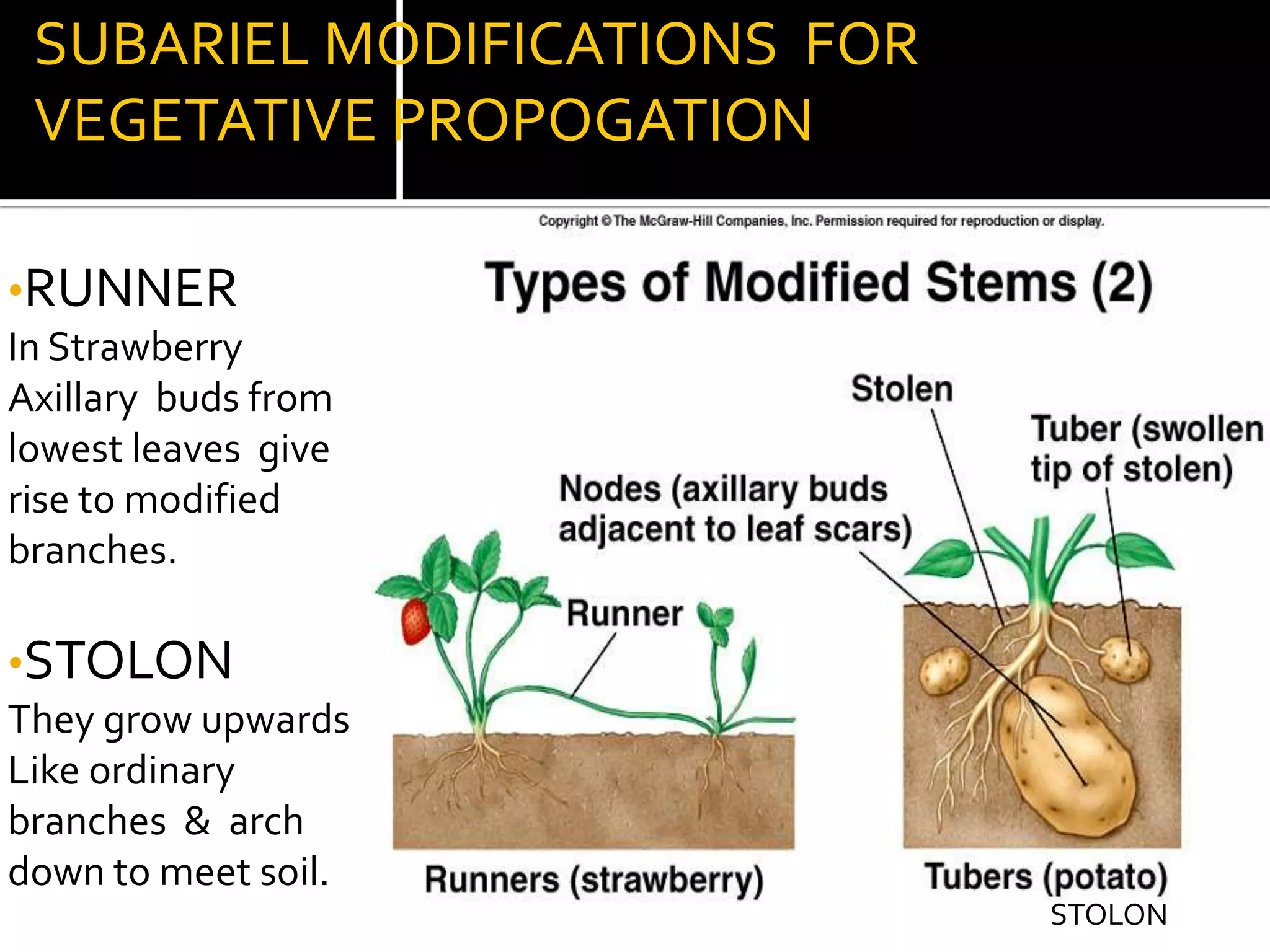 ROOT & STEM MORPHOLOGY | PPTX