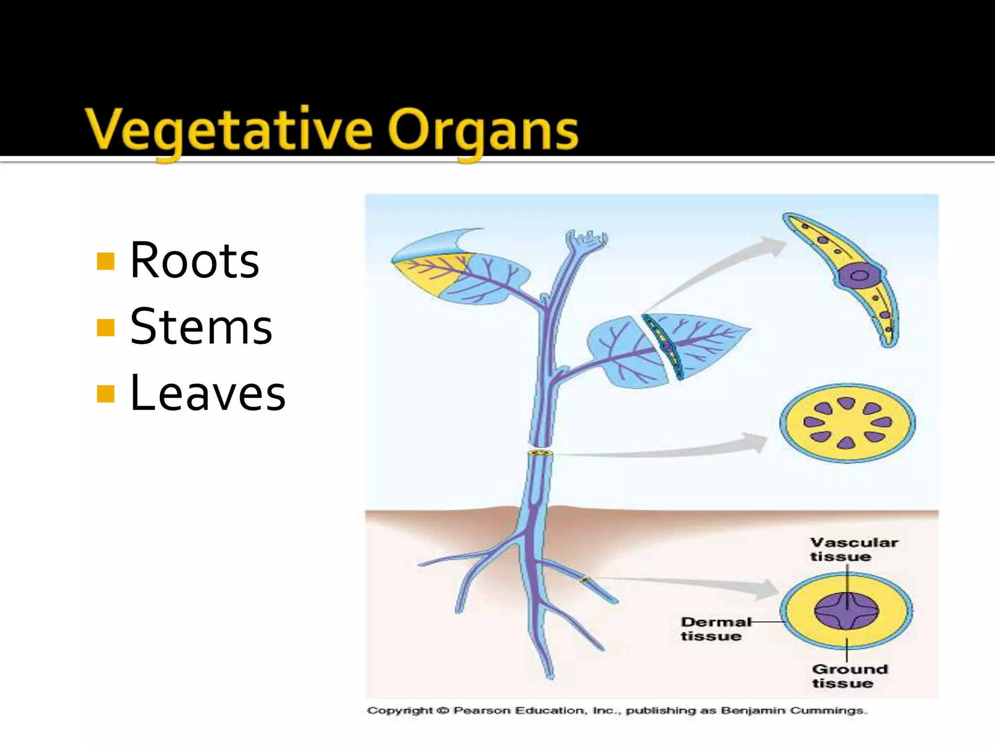 ROOT & STEM MORPHOLOGY | PPTX