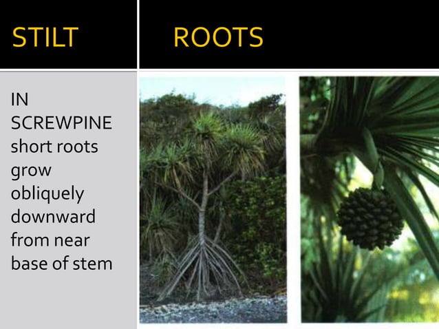 ROOT & STEM MORPHOLOGY | PPTX