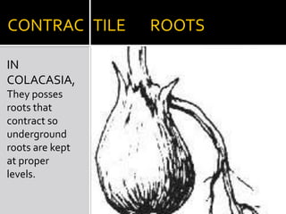 ROOT & STEM MORPHOLOGY | PPTX