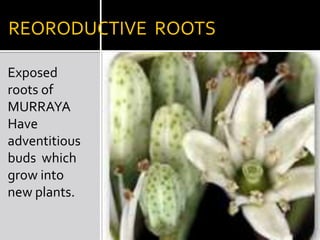 ROOT & STEM MORPHOLOGY | PPTX