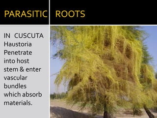 ROOT & STEM MORPHOLOGY | PPTX