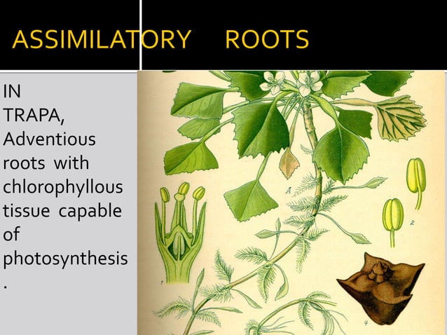 ROOT & STEM MORPHOLOGY | PPTX