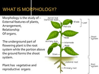 ROOT & STEM MORPHOLOGY | PPTX