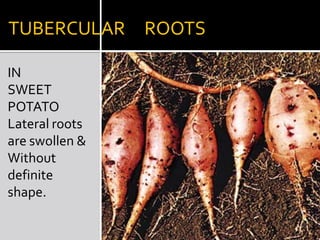 ROOT & STEM MORPHOLOGY | PPTX