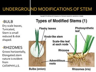 ROOT & STEM MORPHOLOGY | PPTX